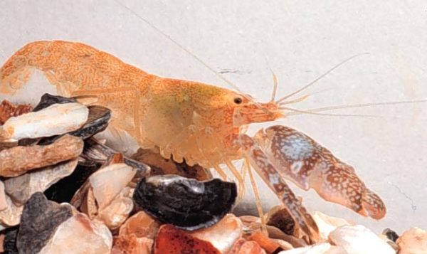 El Camarón Pistola, una especie devastadora para la Salina de Puerto ...